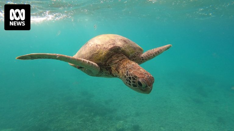 Pelochelys cantorii - Turtle Rocks